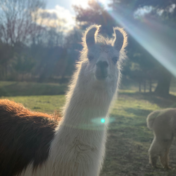 Trixie the Guardian Llama - Green River Hollow Farm | Fluff Alpaca